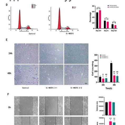 Cellular Function Assay Of Neuroblastoma SK N BE 2 After Knockdown Of Download Scientific
