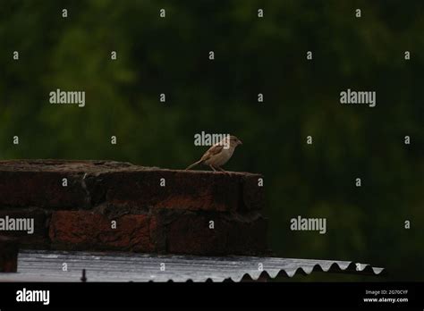 Cute Sparrow Standing On The Bricks Of A Roof With Lush Green Trees In The Blurred Background Cute Sparrow Standing On The Bricks Of A Roof With Lush Green Trees In The Blurred Background
