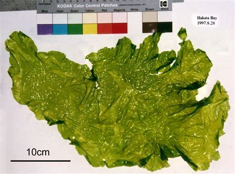 Ulva Algae Ulva Aka Green Seaweed Help Reef2reef