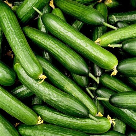 How To Grow Cucumbers Planting Care And Harvesting Farm Plastic Supply