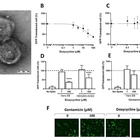 Doxycycline Inhibited The Transduction Of Pseudotyped Retroviral Vector Download Scientific
