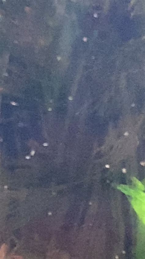 Any Idea What These Tiny White Blobs That Just Appeared In My Shrimp