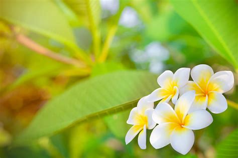 코리 스페이스 봄에 꽃 플 루 메리 아 이국적인 열 대 Frangipanni 종의 노란 중심을 가진 멋진 향기로운 순수한 흰색 향기는 도시 거리의 풍경에 향기로운 매력을