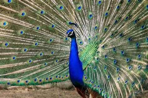 Wild Peacocks In The Us Stunning Escapees Or Native Birds