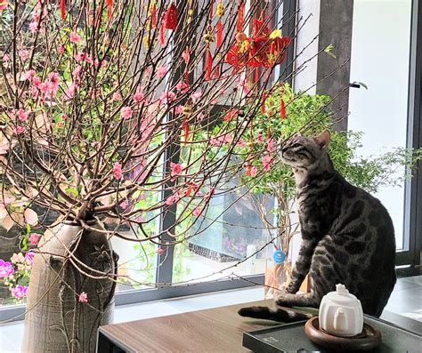 Lý Do Việt Nam đón Tết Con Mèo Còn Trung Quốc Hàn Quốc Là Con Thỏ