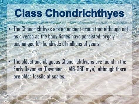 Phylum Chordata Sub Phylum Vertebrata Class Chondrichthyes By Al