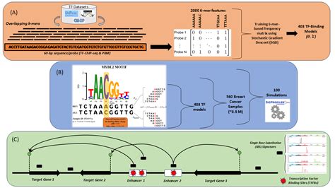 Hüseyin Hilmi Kılınç A Robust Approach For Predicting Mutation Effects