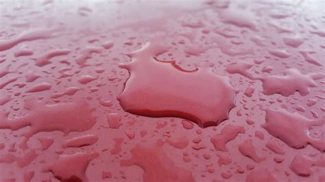 무료 이미지 하락 이슬 꽃잎 젖은 빨간 날씨 빨래 담홍색 닫다 시원한 이미지 물방울 빗방울 뇌우 비가 내리는 습기 멋진 사진 촉촉한 단맛