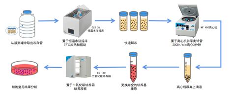 细胞培养三步骤——复苏、传代、冻存 点成生物