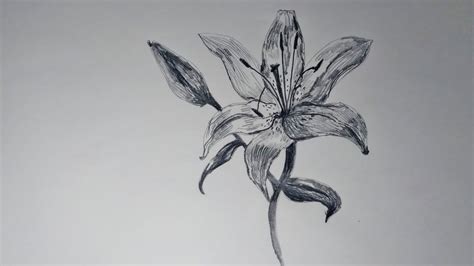 Процесс рисования лилии карандашом как нарисовать лилию к в 8 марта Youtube