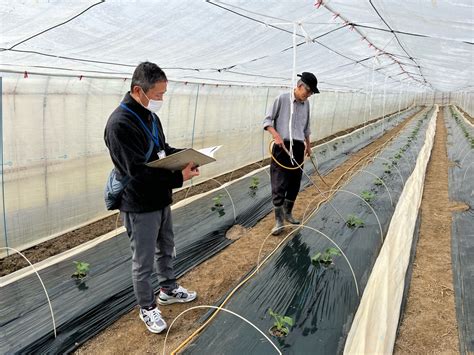 半促成キュウリの定植開始4月から出荷スタート 営農日記 JA愛媛たいき