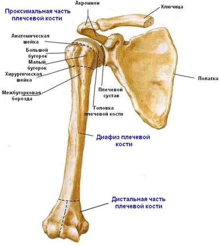 Фрактура на раменна става видове симптоми лечение и прогноза