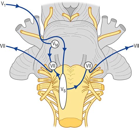 Blink Reflex Clinical Tree