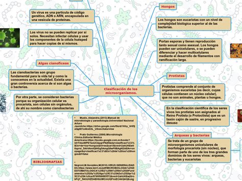 Los Microorganismos Mapa Mental Amostra Images And Photos Finder