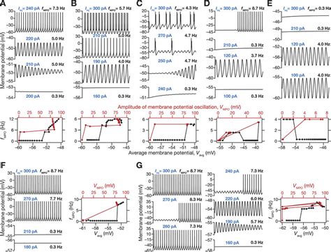 a multiparametric stochastic search algorithm yielded stellate cell