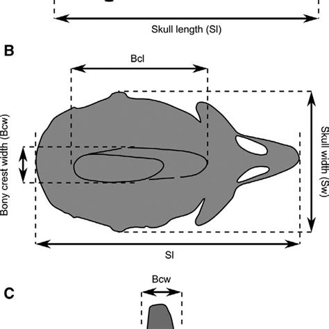Bony Crest Internal Structure Obtained With A Longitudinal Thin