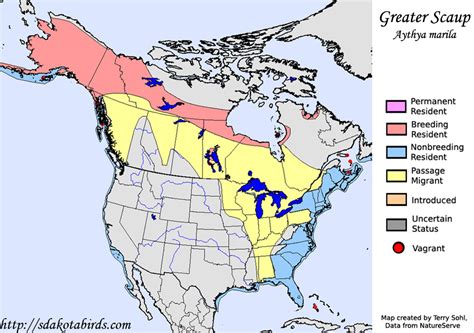 Greater Scaup Species Range Map