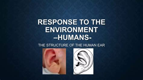 Structure Of The Ear PPT