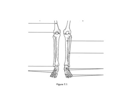 Lower Skeleton Labeling Quiz
