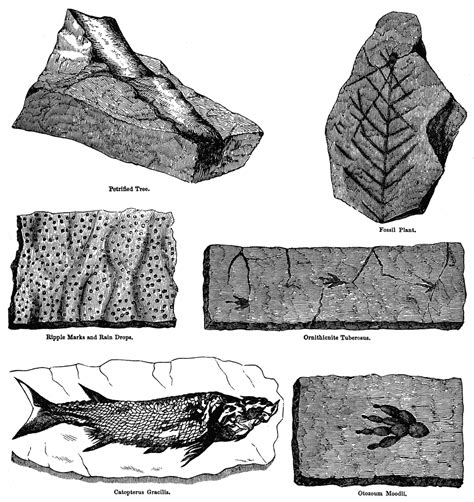 Fossils Clipart Etc