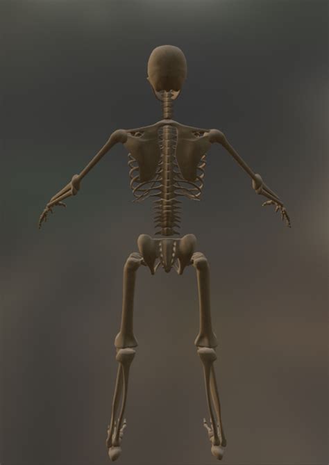 Low Poly Human Skeleton D Model By Everret