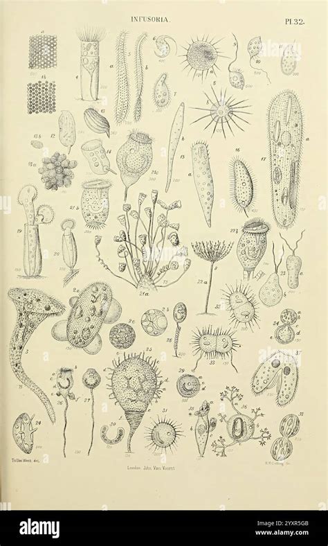 The Micrographic Dictionary London J Van Voorst 1883