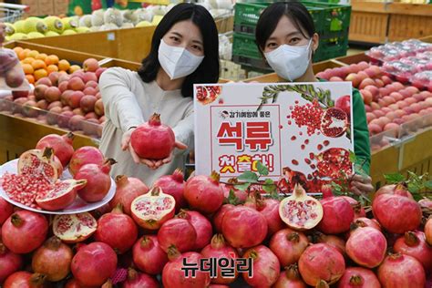 포토 농협유통 첫 출하된 석류로 감기 예방하세요 Save Internet 뉴데일리