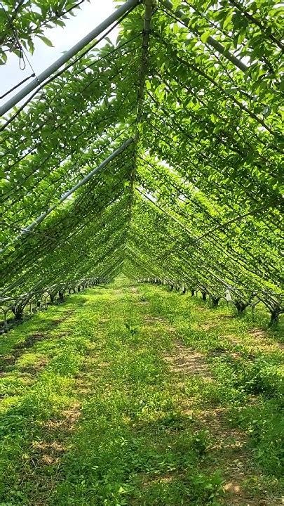 자두 Y자 시설 재배도담자두 추희자두 Youtube