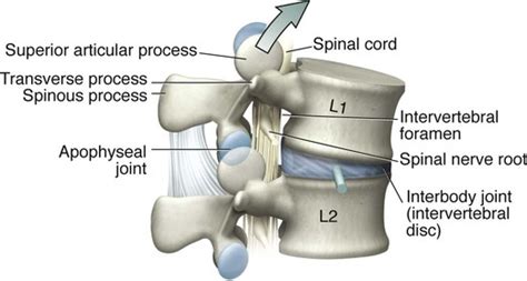 Intervertebral Joint Structural Classification