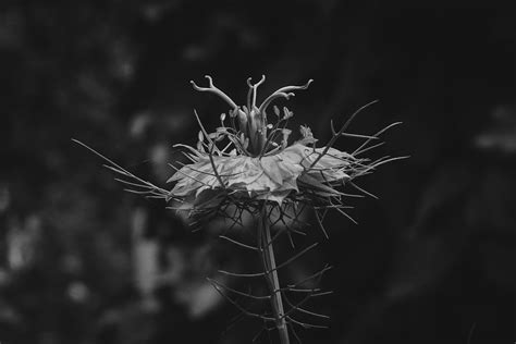고립된 꽃 꽃잎 날카로운 날카로운 가시 대조 드라마틱한 매크로 매혹적인 미니멀리스트 배경 흐림 복잡한 블랙 앤 화이트 뾰족뾰족한 상세한 선명한