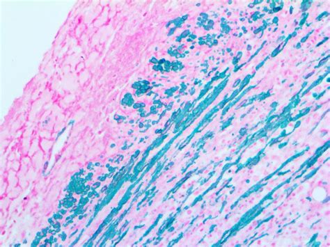 Antibody Species Cross Reactivity Bio Sb