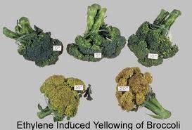 Horticulture Plant Identification Care And Maintenance Ethylene