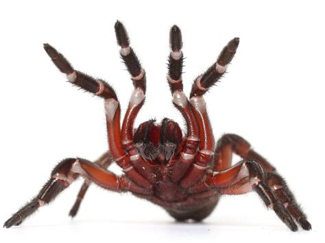 Wolf Spider Or Trapdoor Spider Adelaide Mans Picture Sparks Debate