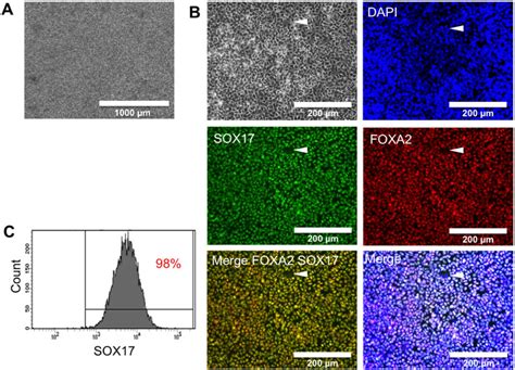 Definitive Endoderm Induction Of Non Colony Type Hpscs A After 4 Download Scientific Diagram