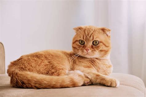 Taylor Swift Owns Cats How Many What Breeds Their Names And More A