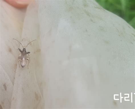 더듬이긴노린재