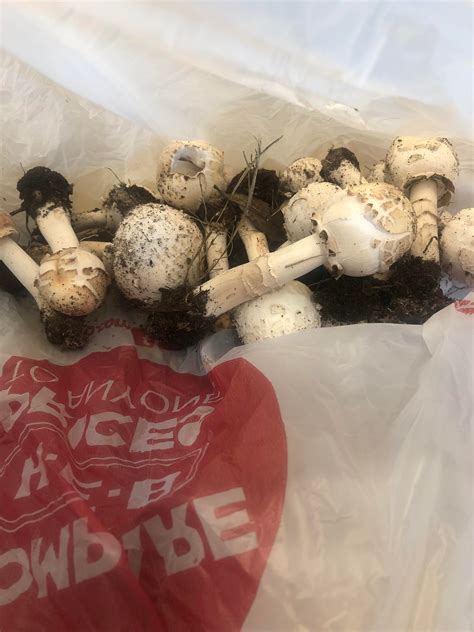 could i get some help with a short hash issue r rimworld