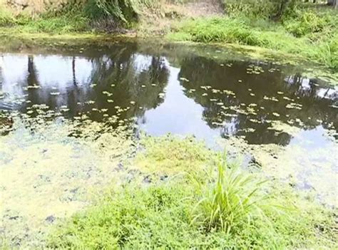 农村河边常见的水草农村池塘常见水草图片农村河里的水草图大山谷图库
