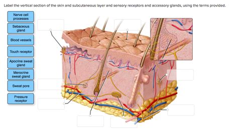 Solved Label The Vertical Section Of The Skin And