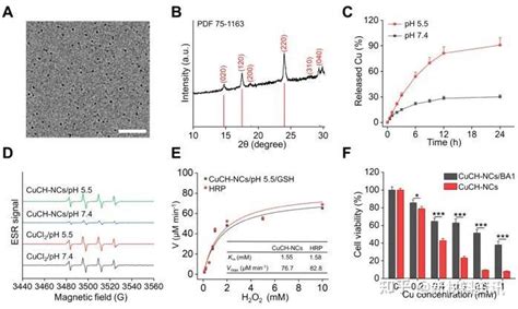 苏大【am】ph响应性生物矿化铜基前酶协同抗肿瘤效应 知乎