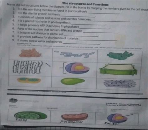 The Structures And Functions Name The Cell Structures Below The Diagram