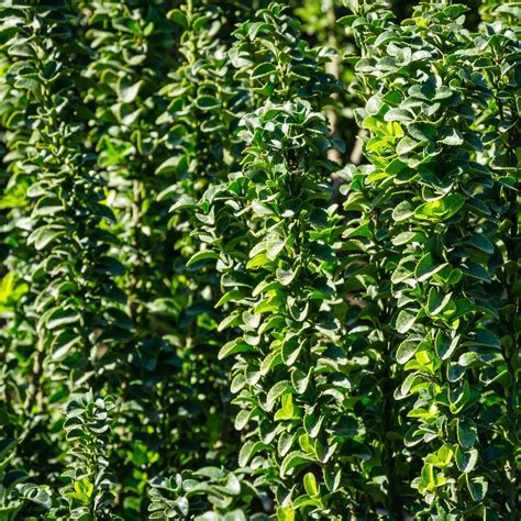 Green Spire Euonymus Euonymus Japonicus Green Spire Plants Express