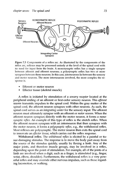 Polysynaptic Reflex Big Chemical Encyclopedia