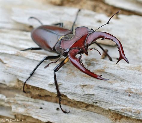 Elephant Stag Beetle