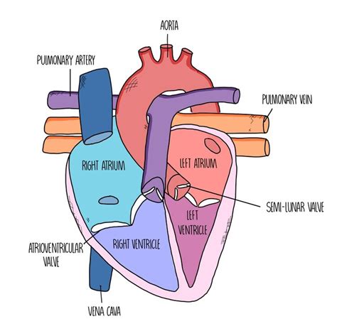 Heart Structure And Cardiac Cycle A Level — The Science Hive