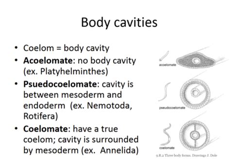 Biology 106 Lab Practical 2 Flashcards Quizlet