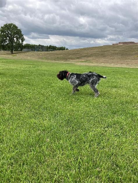 Started Male German Wirehair Pointer For Sale Started Male German Wirehair Pointer For Sale