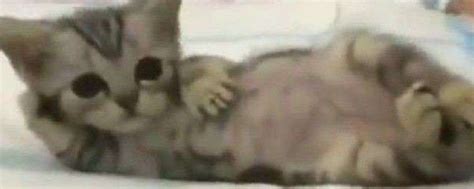 голые котята котята показывающие 5 мощи 2025 ВКонтакте