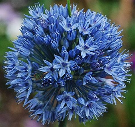 3 Beautiful Floweringblue Allium Azureum Caeruleum Bulbs