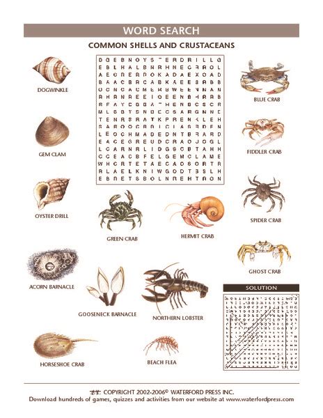 Common Shells And Crustaceans Worksheet For 3rd 4th Grade Lesson Planet